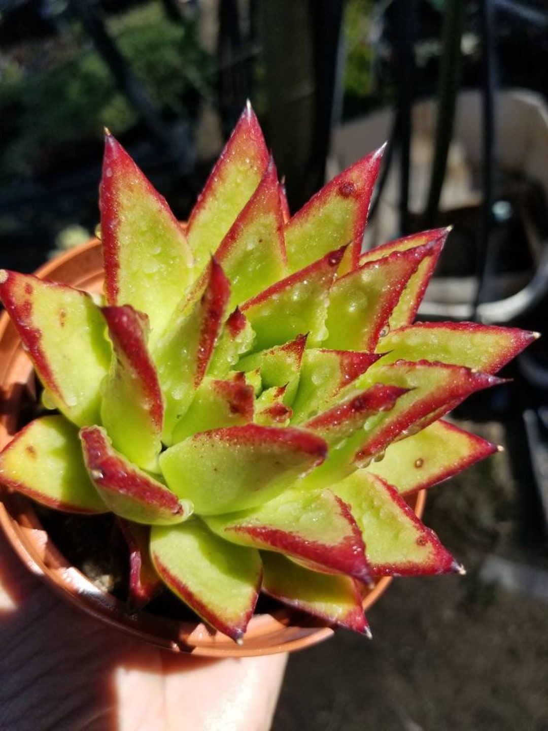 Echeveria Agavoide Lipstick (4" Pot)succulent Plant - Etsy