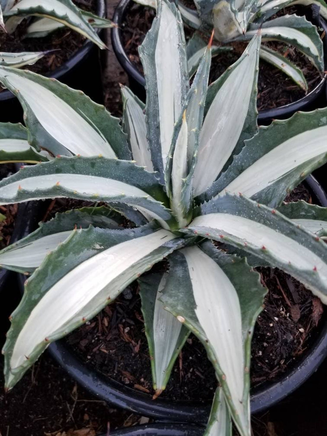 Agave Mediopicta Alba (3 Gal.pot) - Etsy