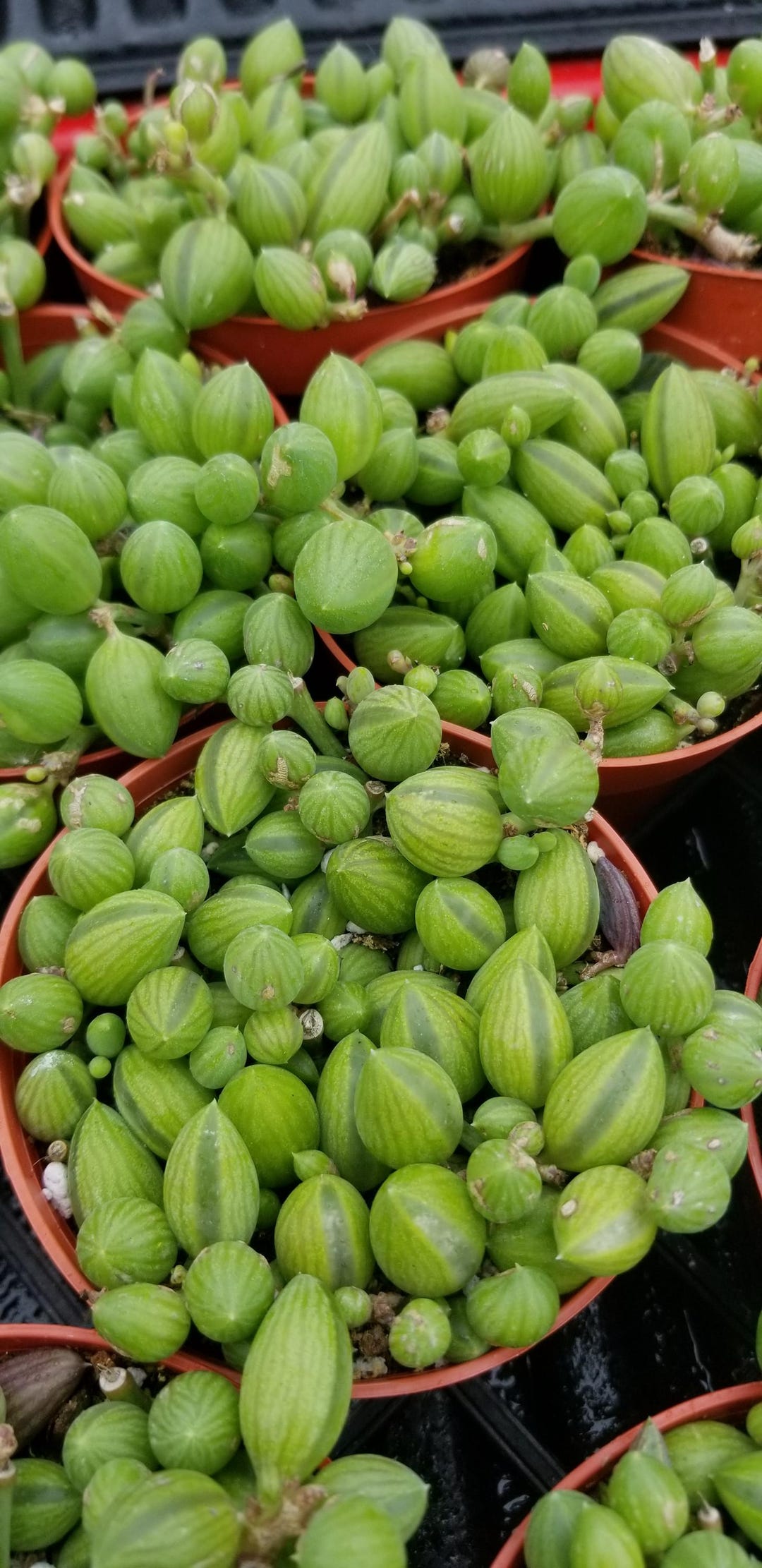 Strings of Watermelons (4" Pot) Curio Herreanus, Succulents Plant - Etsy