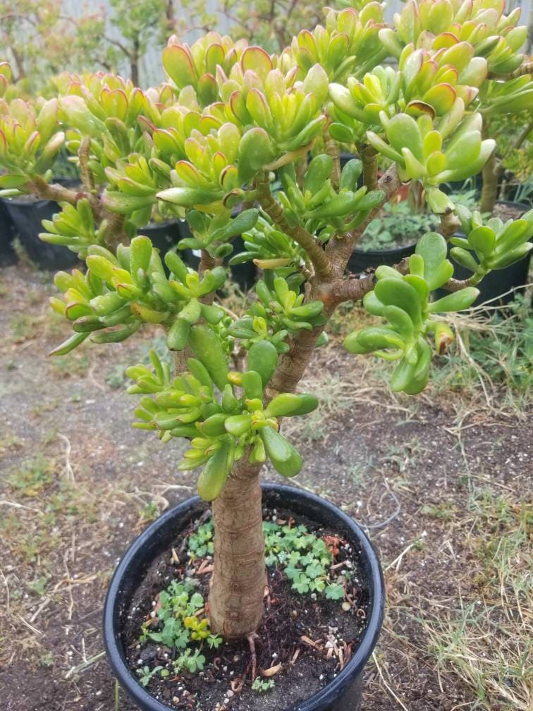 Crassula Ovata Hobbit Tree 5 Gal. Pot - Etsy