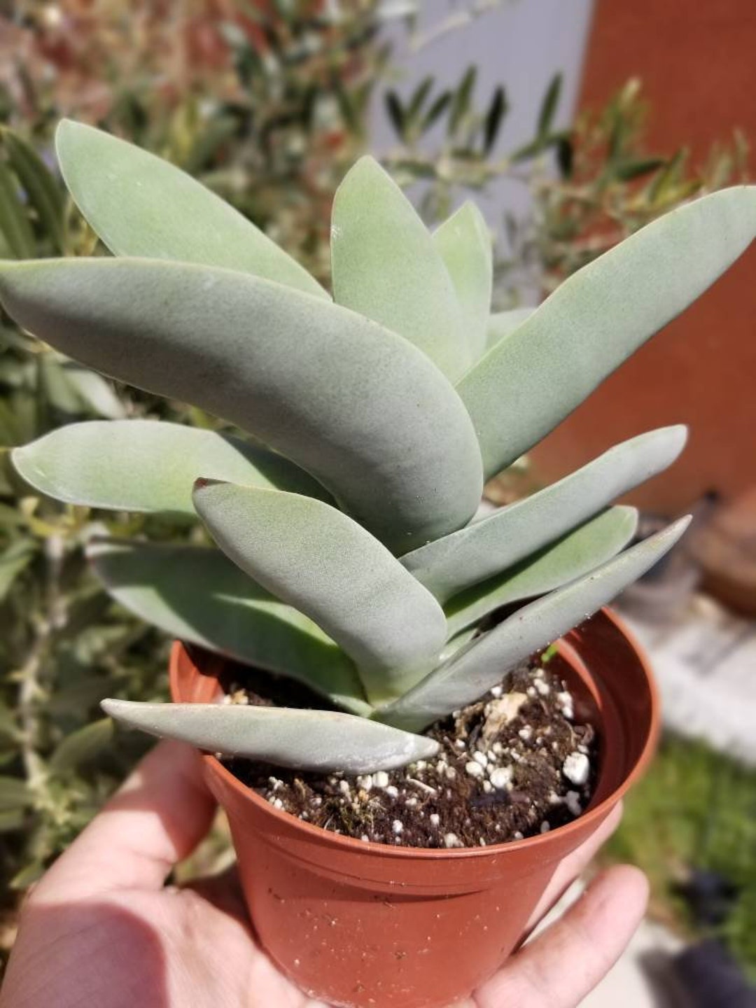 Crassula Falcata "propeller Plant" (4" Pot) - Etsy