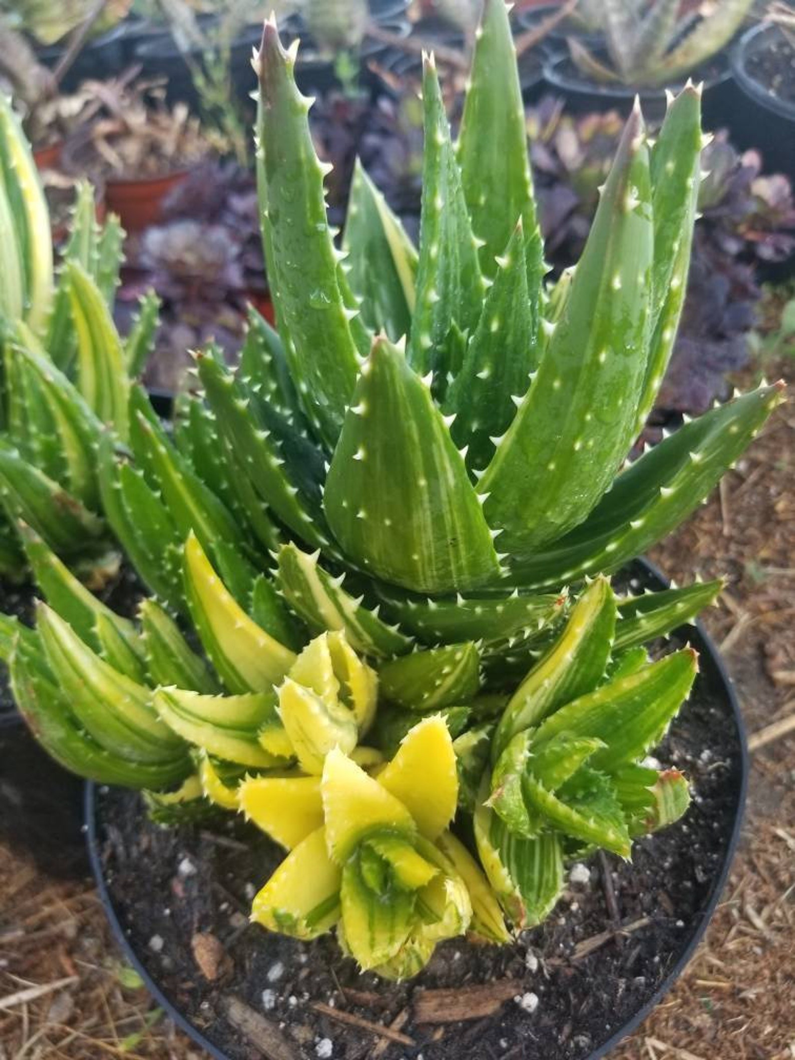 Aloe Nobilis Variegated Cluster 3 Gal. Pot | Etsy