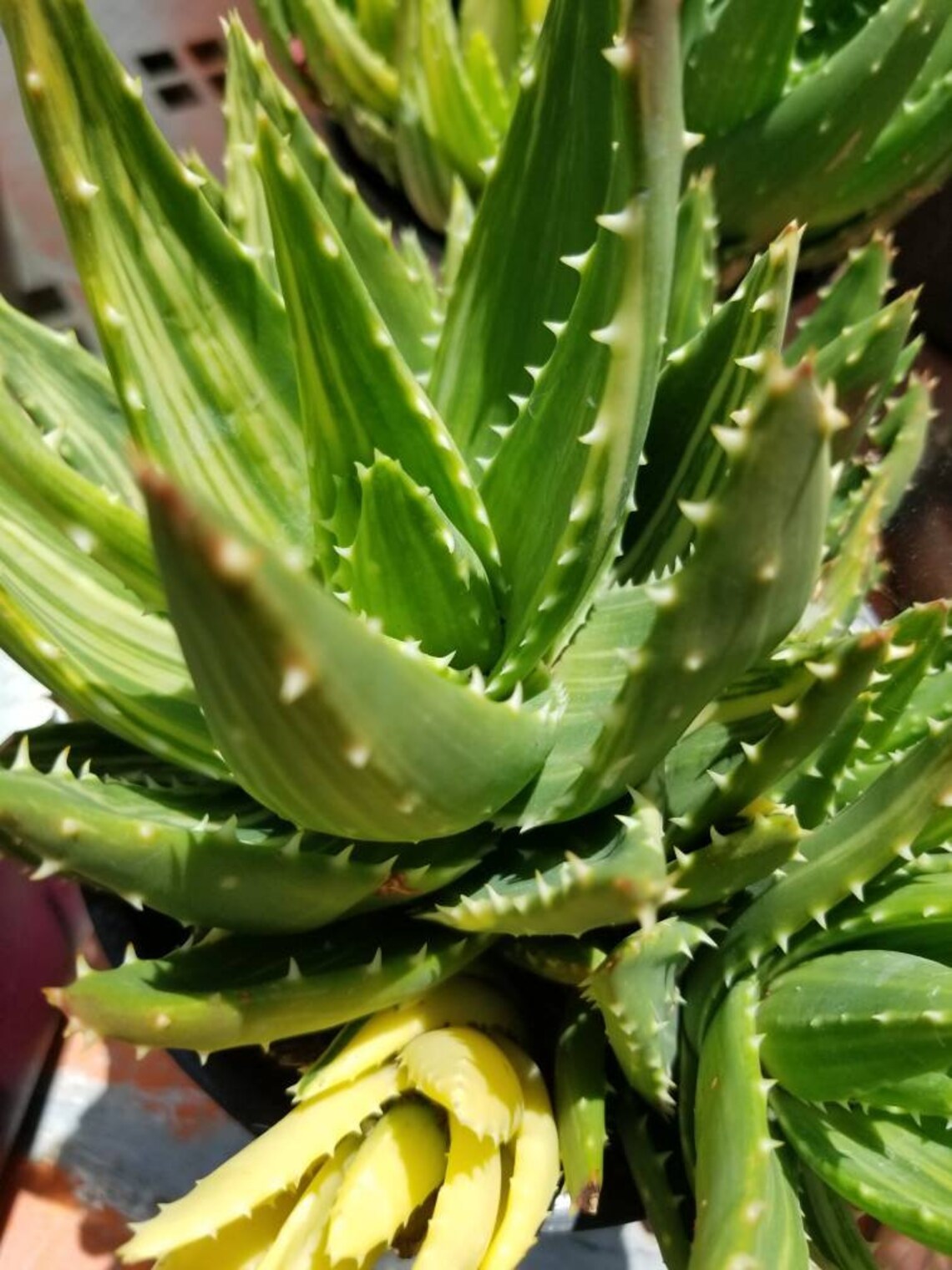 Aloe Nobilis Variegated Cluster 3 Gal. Pot | Etsy