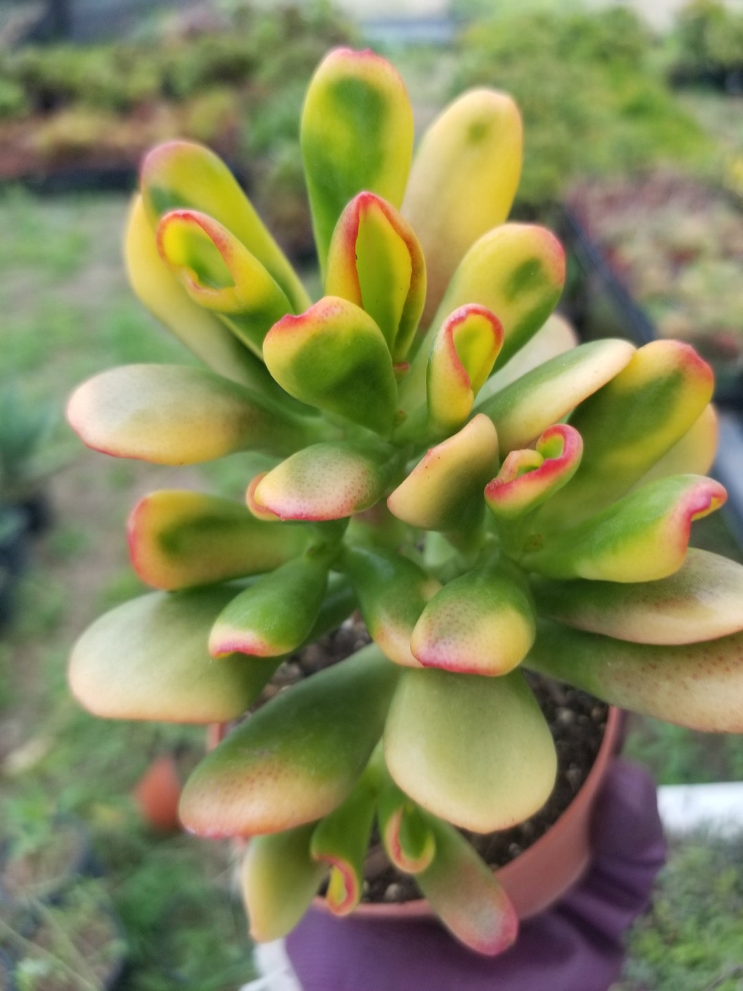 Crassula Ovata Hobbit Sunset Mini Tree (4" Pot) Succulent Tree, Yellow ...