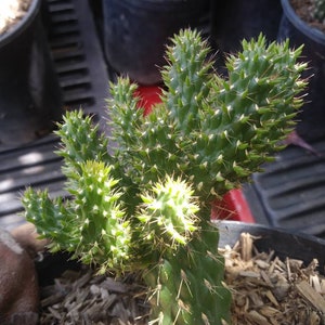Cylindropuntia Mini-cholla (1gal.pot) - Etsy