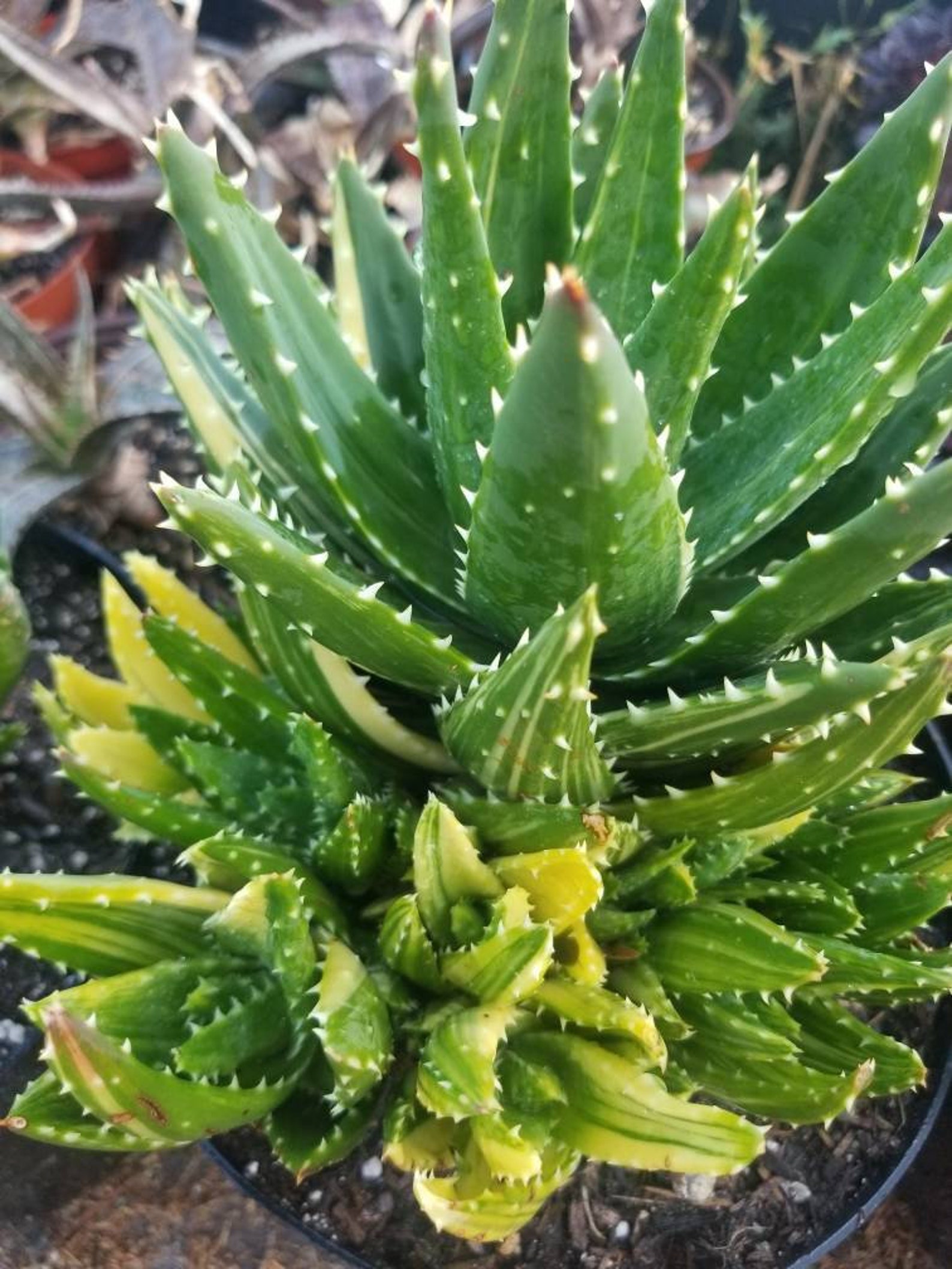 Aloe Nobilis Variegated Cluster 3 Gal. Pot | Etsy