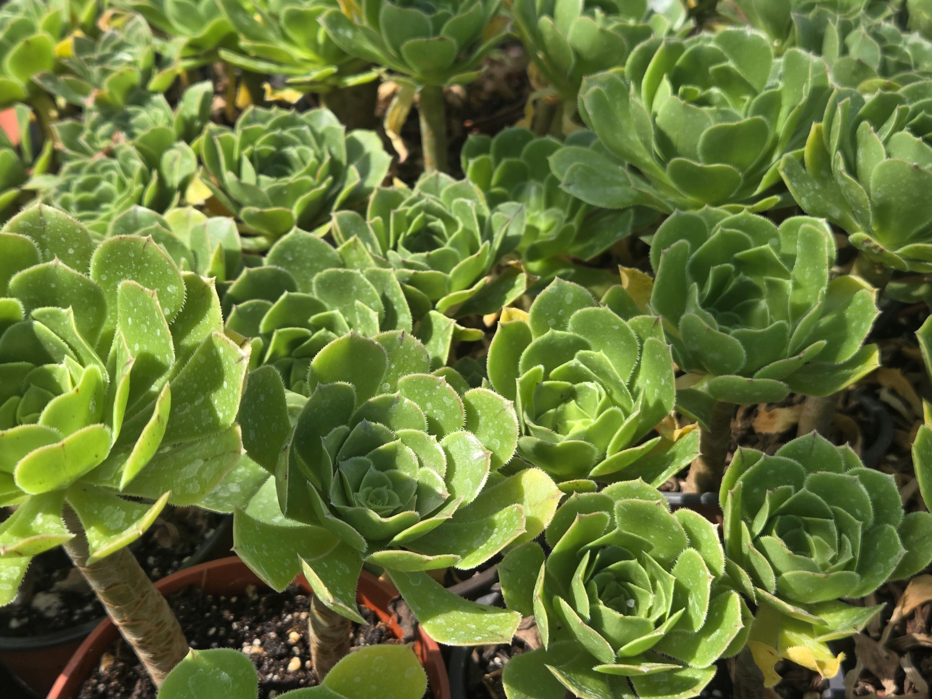 Green Aeonium Arboreum Tree (4" Pot) 3 Rossetas in Each Pot. - Etsy