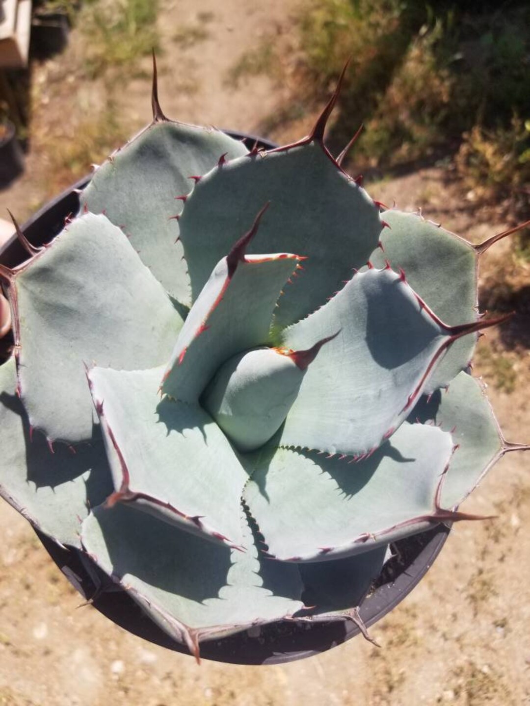 Agave Parryi Var. Truncata 3 Gal. Pot Blue, Crown Shape Agave, Drought ...