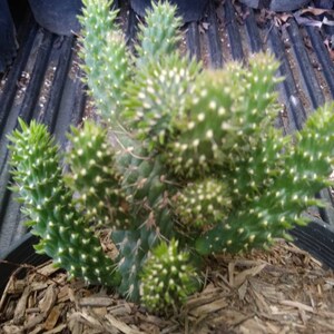 Cylindropuntia Mini-cholla (1gal.pot) - Etsy
