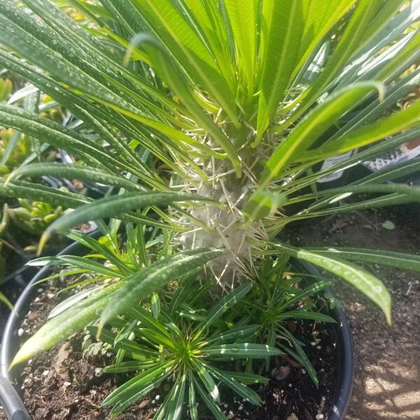 Madagascar Palm - Etsy