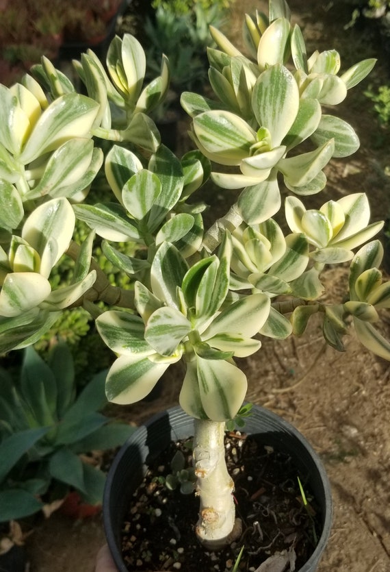 Crassula Ovata