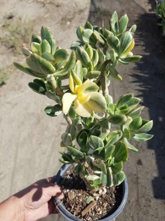 Gardening & Plants Variegated Jade in 1 gal/FREE SHIPPING Craft ...
