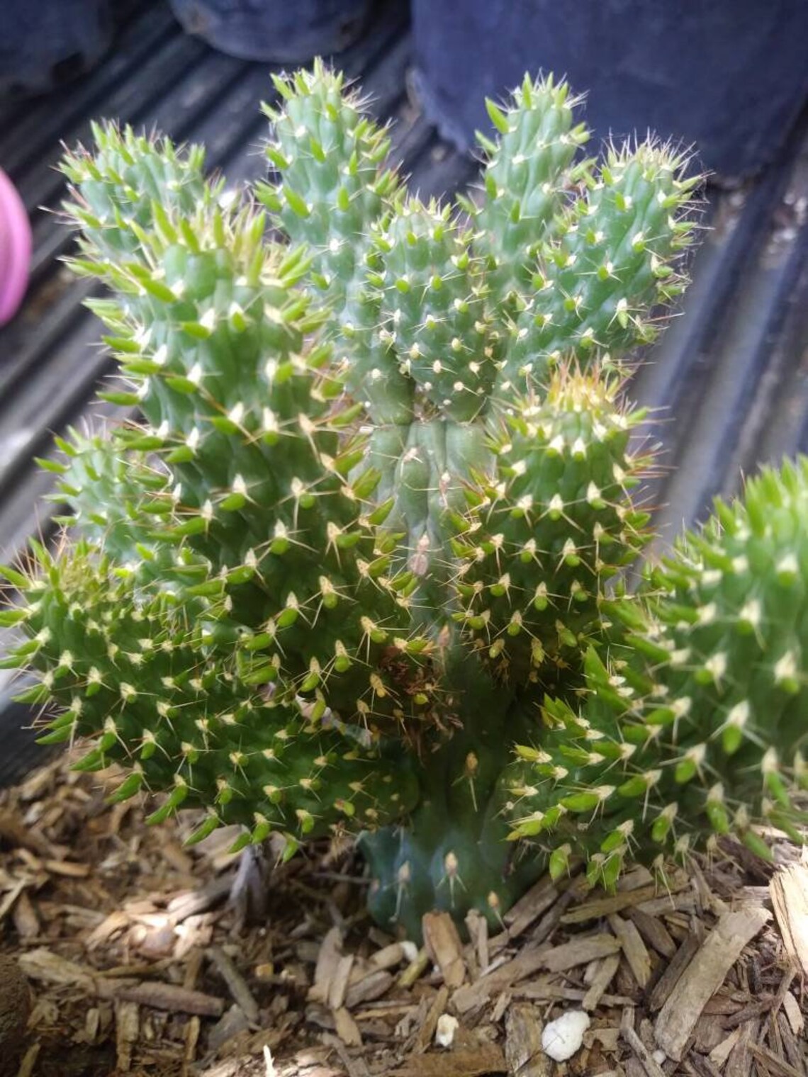 Cylindropuntia Mini-cholla (1gal.pot) - Etsy