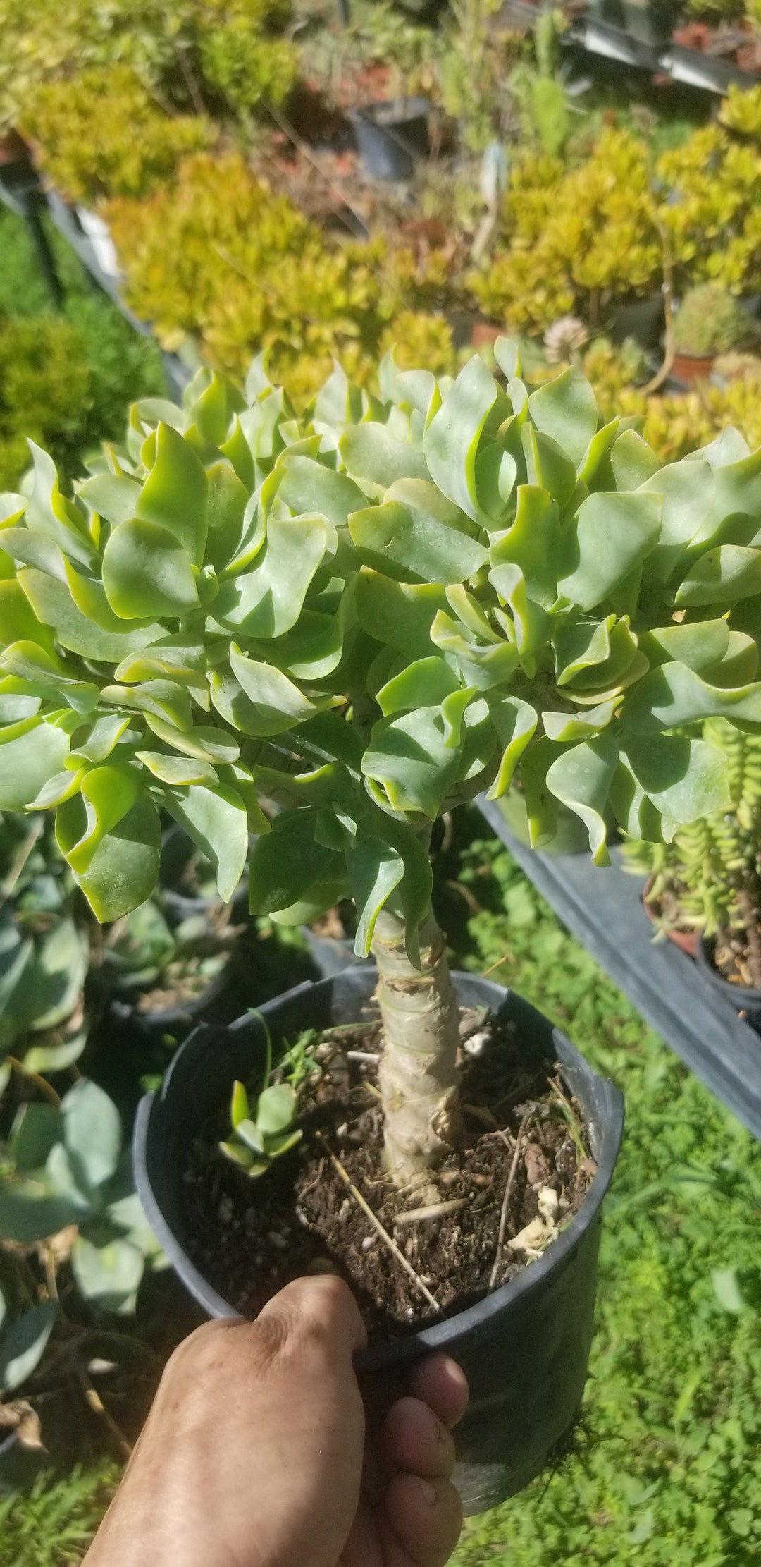 Crassula Undulatifolia Ripple Tree (1 Gal. Pot) Bonsai Tree, Succulent ...
