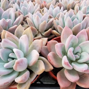 Graptoveria Opalina 4pot - Etsy