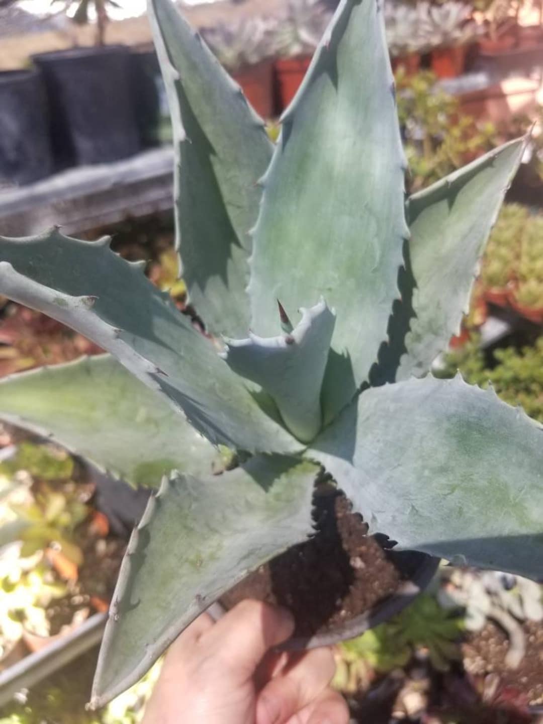 Blue Agave Americana (1 Gal. Pot) - Etsy
