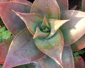 Aloe Ghost, Hybrid Aloe, Aloe Striata X Aloe Maculata. 4 Pot, Live Aloe ...