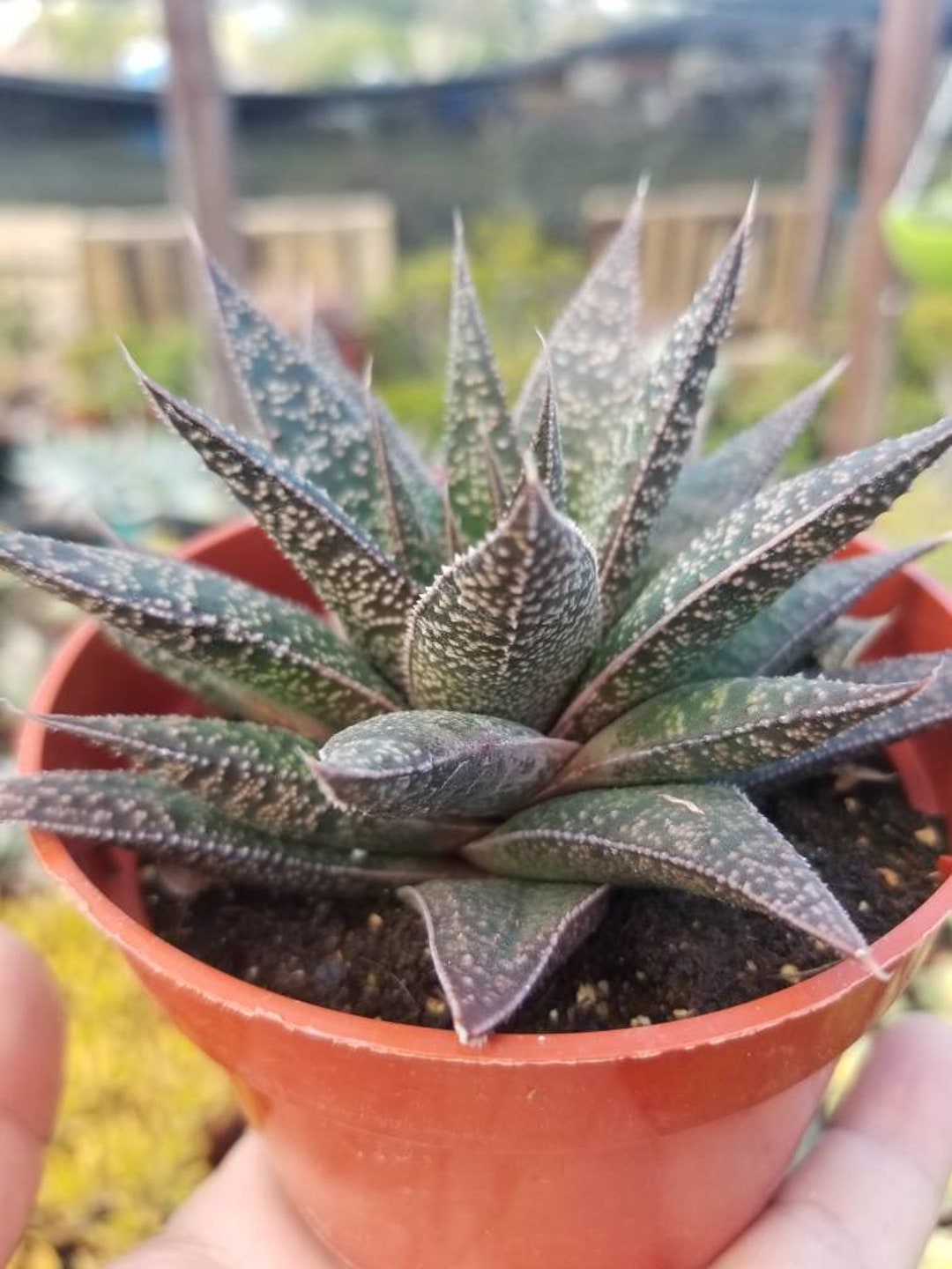Gasteria Flow (4" Pot) Succulent Plant - Etsy