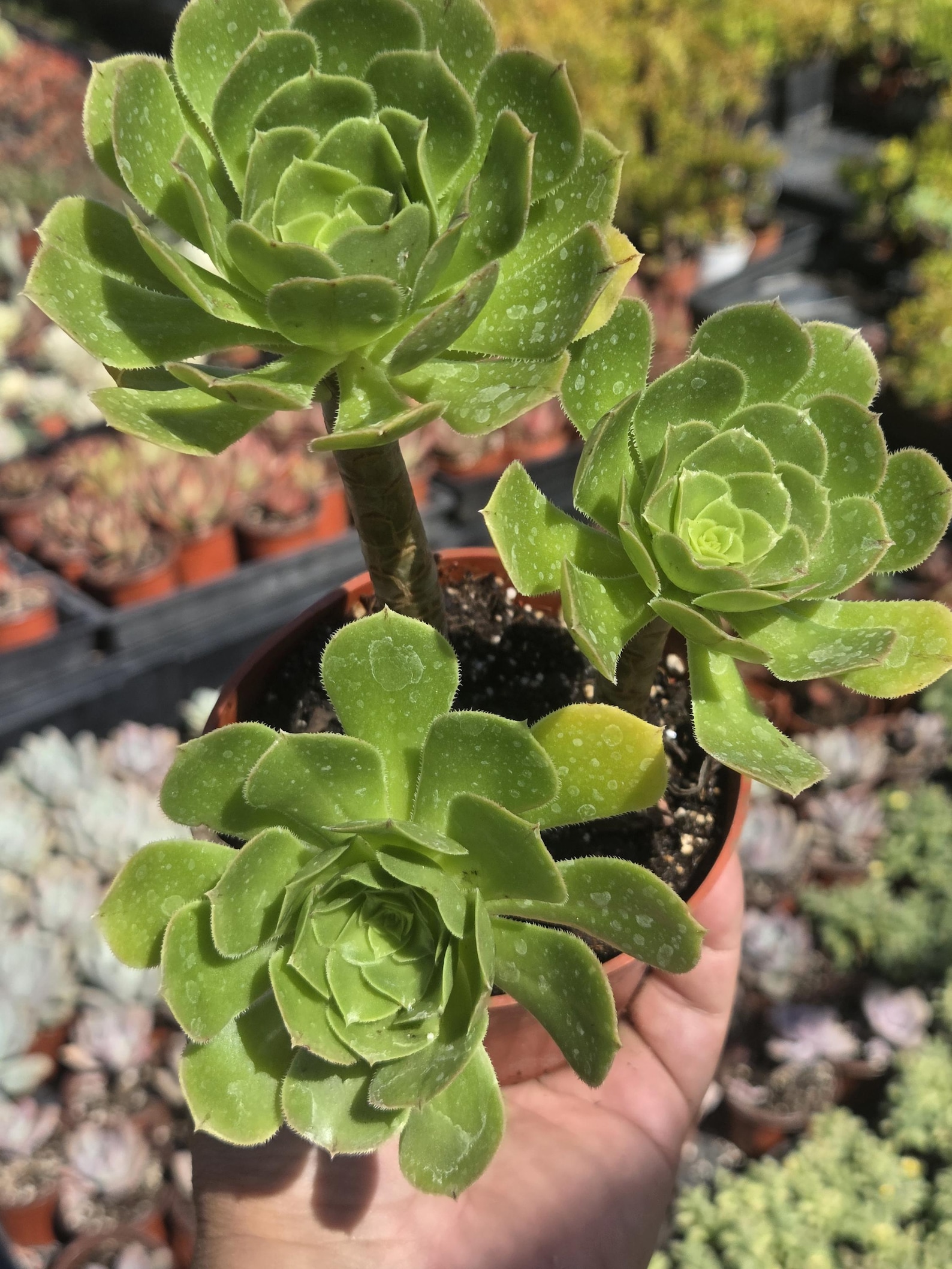 Green Aeonium Arboreum Tree (4" Pot) 3 Rossetas in Each Pot. - Etsy