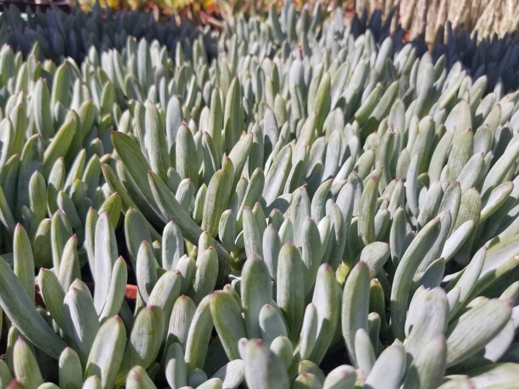 Senecio Serpents Mini Chalkstick (4" Pot) Succulent Plant - Etsy