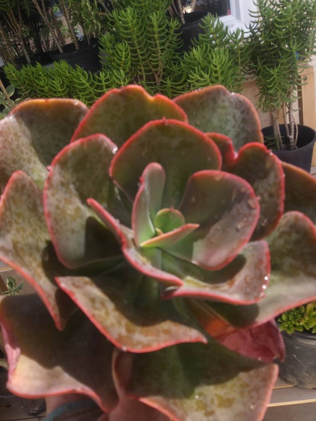 1 Gal. Echeveria Big Red - Etsy