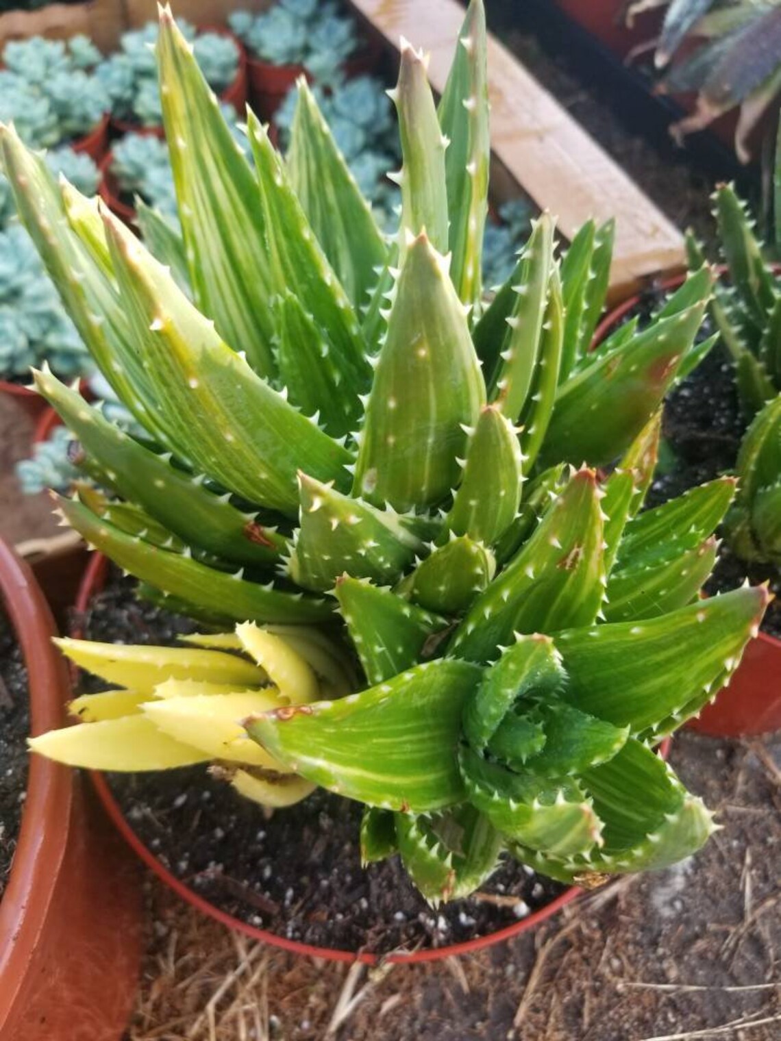 Aloe Nobilis Variegated Cluster 3 Gal. Pot | Etsy
