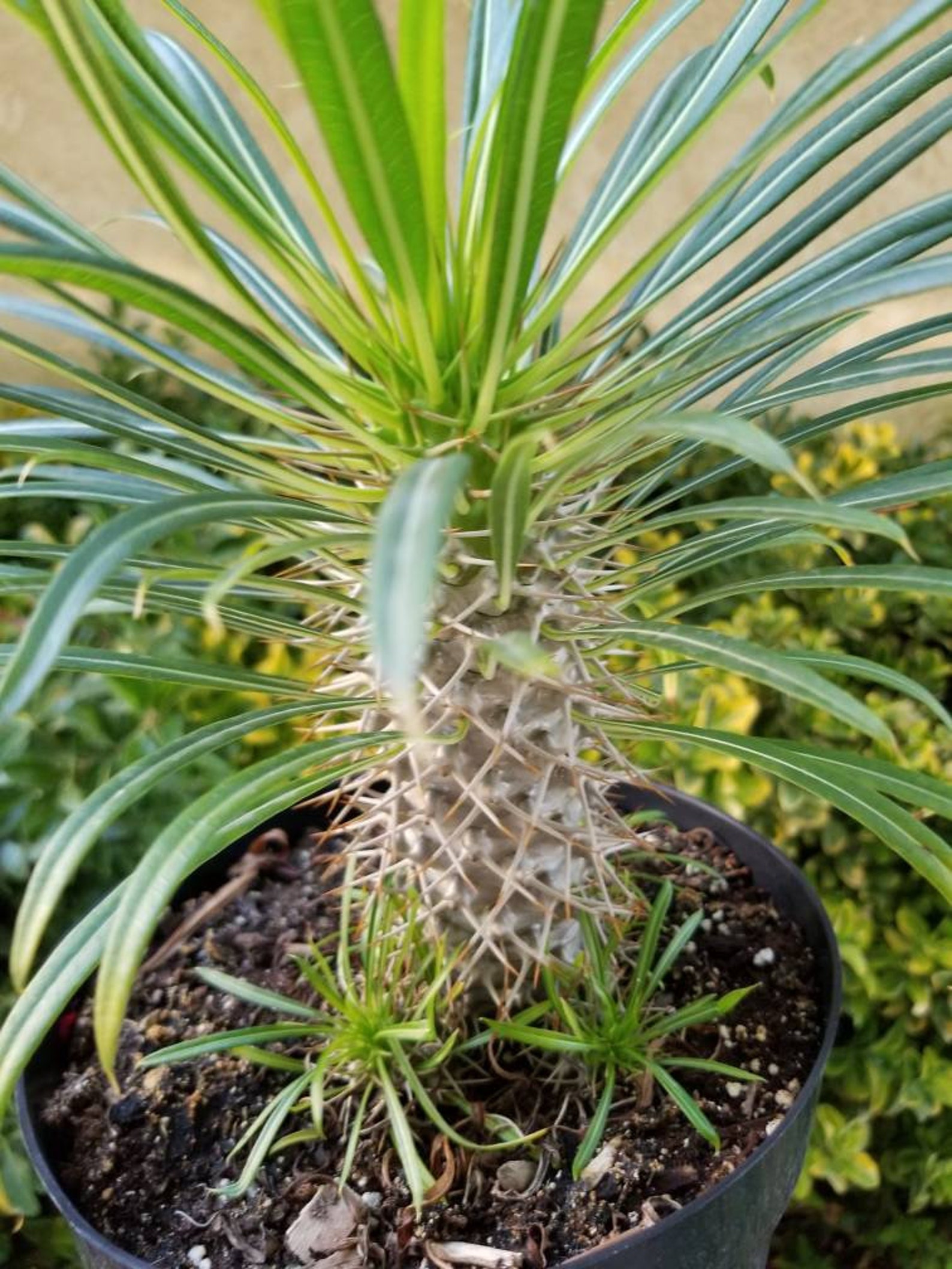 Madagascar Palm pachypodium Lamerei 3 Gal. Pot | Etsy