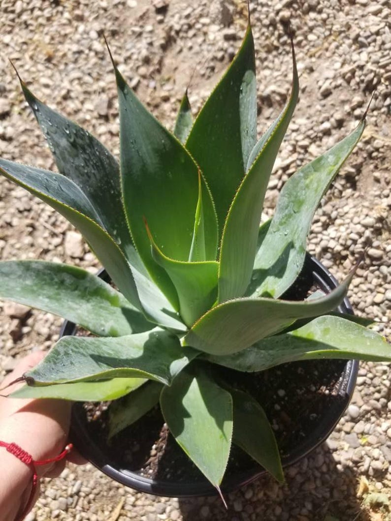 Agave Blue Flame: Drought Tolerant Succulent (3 Gal. Pot) - Etsy