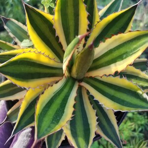 Agave Quadricolor (1 Gal. Pot) - Etsy