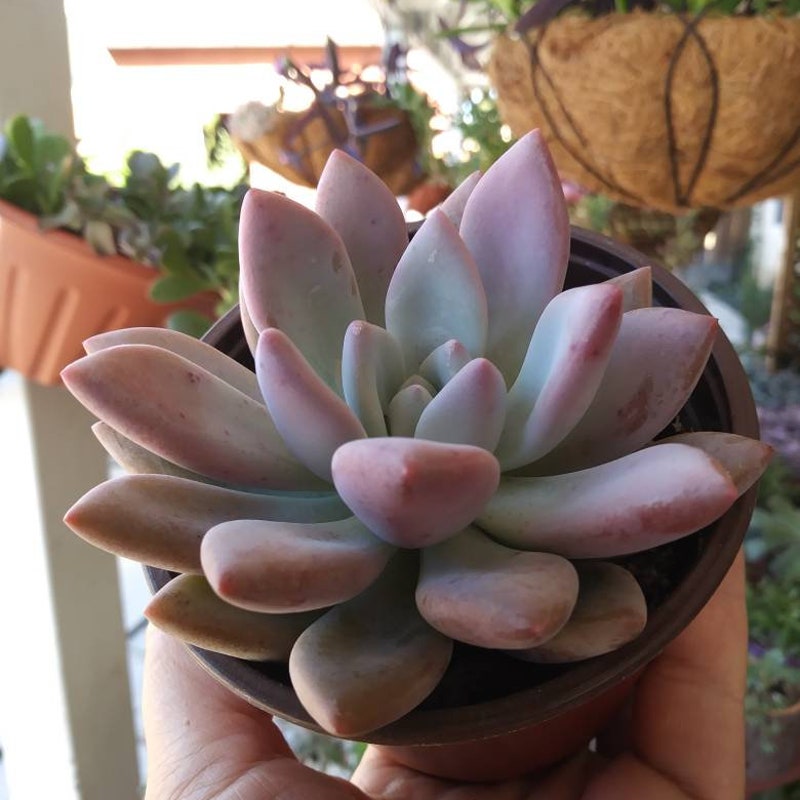 Graptoveria - Etsy