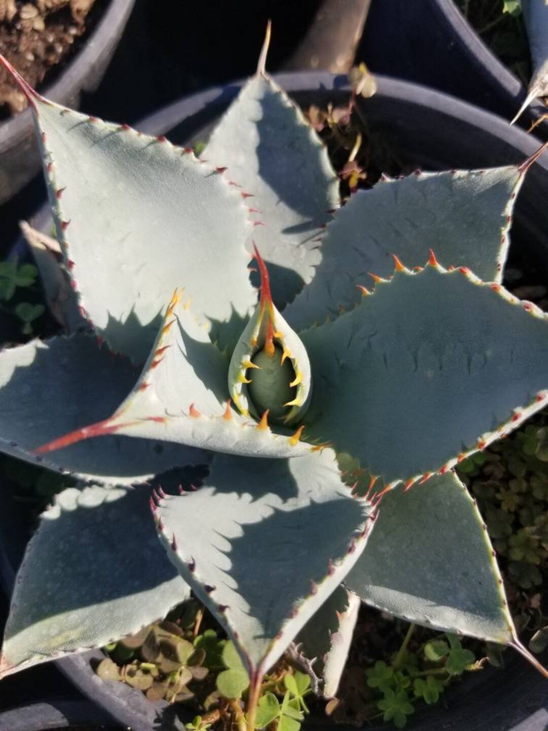 Agave Pygmae "dragon's Toes" (1 Gal. Pot) - Etsy