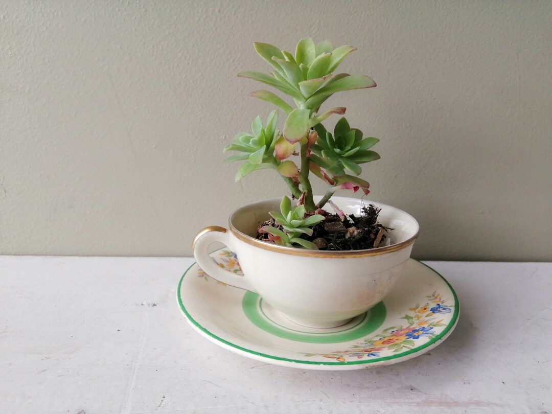 Lovely Ceramic Indoor or Outdoor Tea Cup Planter. Made From a Small ...