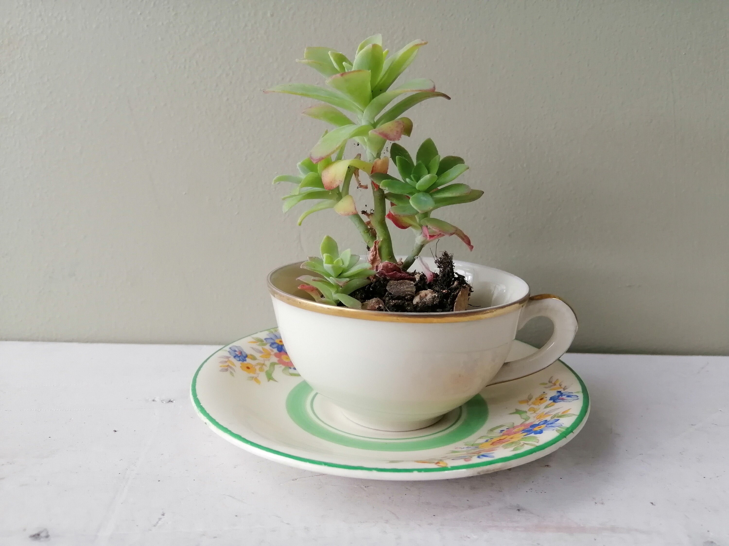 Lovely Ceramic Indoor or Outdoor Tea Cup Planter. Made From a - Etsy UK
