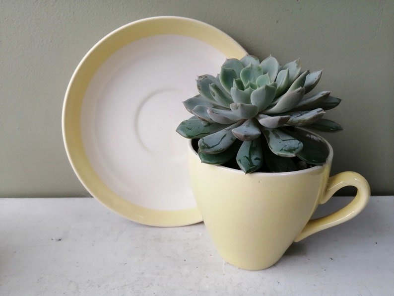 Lovely Ceramic Indoor or Outdoor Tea Cup Planter. Made From - Etsy