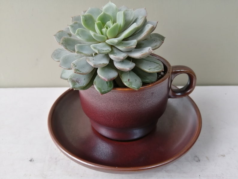 Lovely Ceramic Indoor or Outdoor Tea Cup Planter. Made From | Etsy