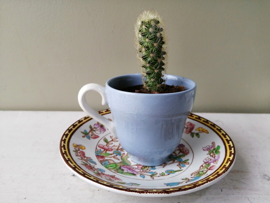 Lovely Ceramic Indoor/outdoor Coffee Cup Planter. Made From a Small ...