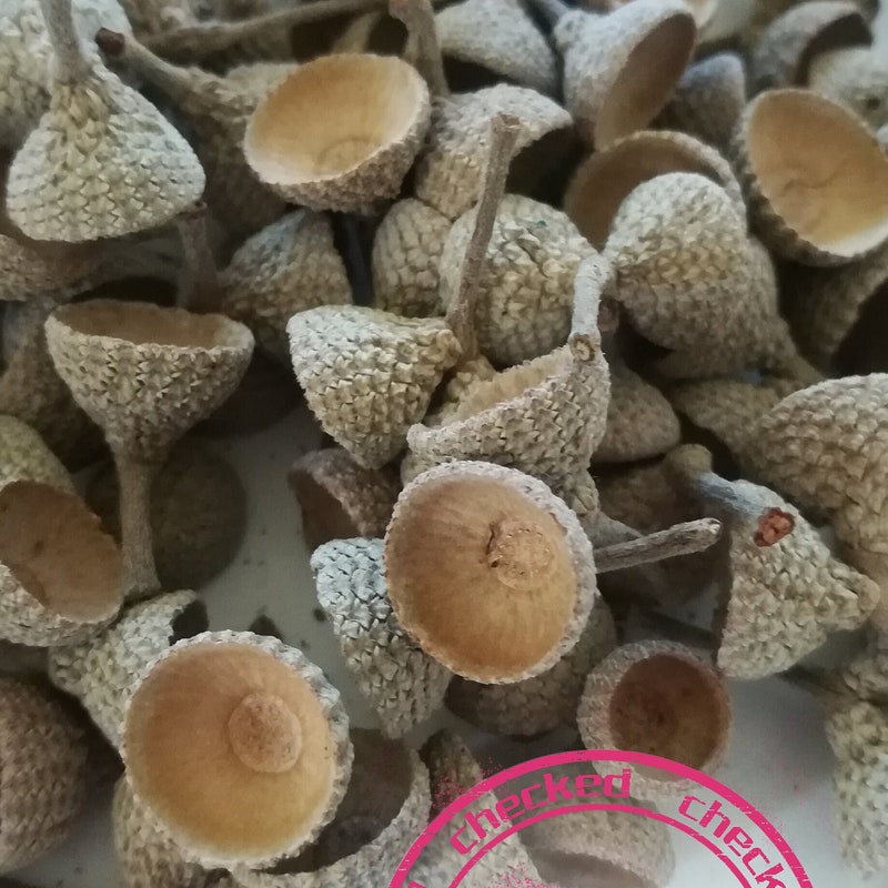 Acorn Caps - Etsy