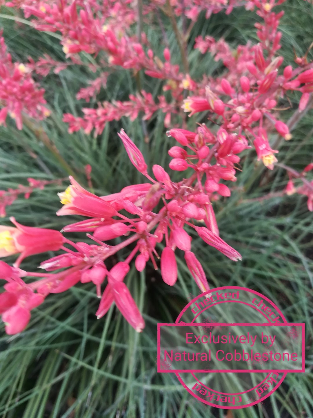 Coral Red Yucca Seeds Perennial-hesperaloe Parviflora Collector Shipper ...
