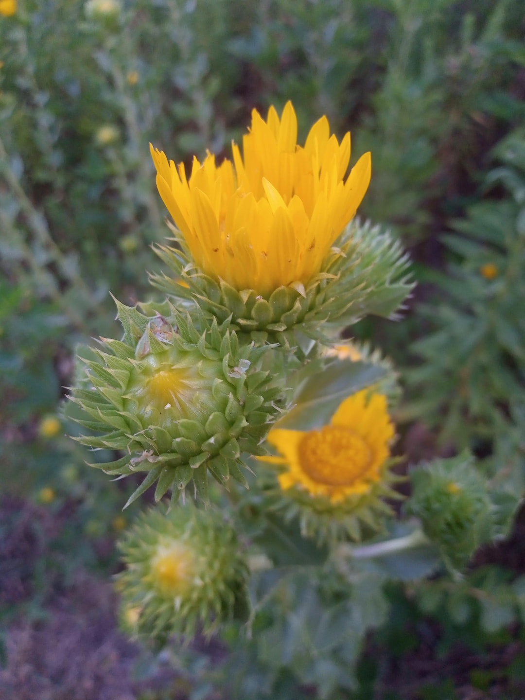 Curlycup Gumweed | Grindelia Squarrosa | Perennial |non-gmo | Heirloom ...