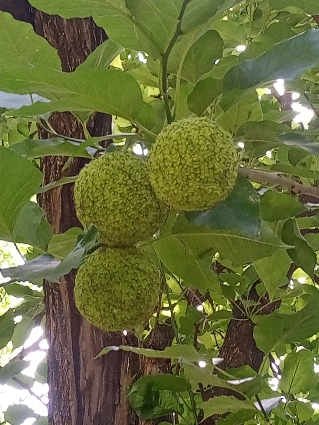 Osage Orange Tree Seeds Maclura Pomifera Collector Shipper Natural ...