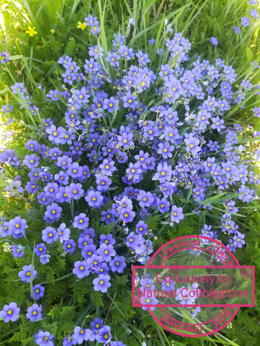 Blue Eyed Grass Perennial Heirloom Seeds Sisyrinchium Bellum Collector ...