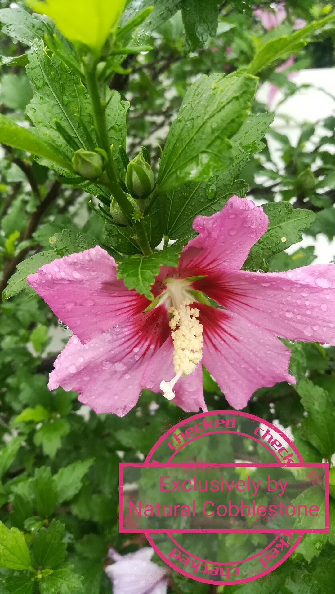 Hibiscus Seeds Minerva Rose of Sharon Perennial Shrub Althea - Etsy