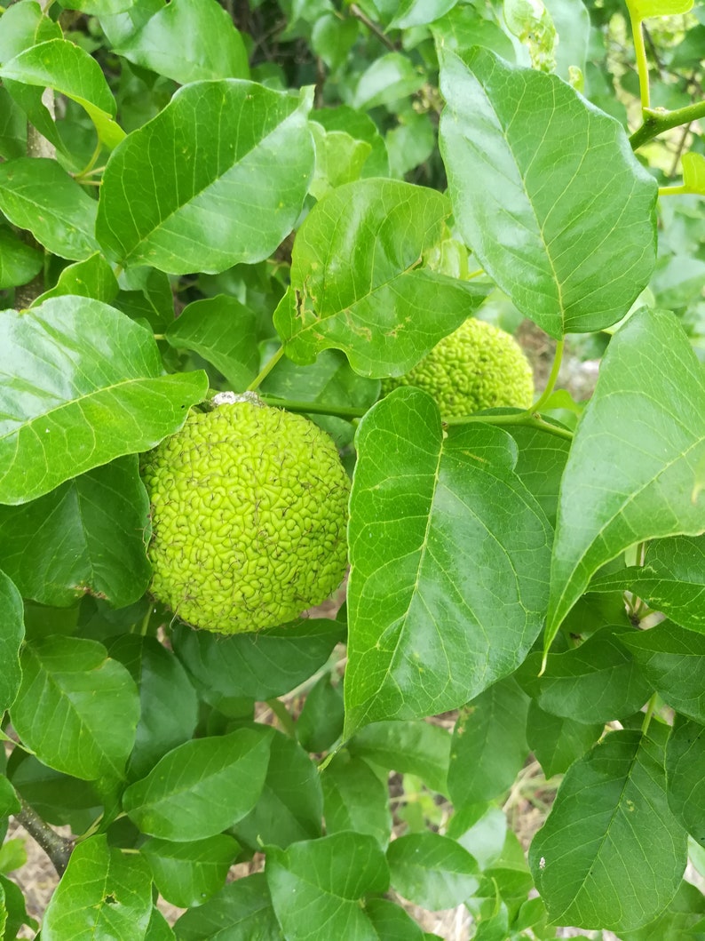 Osage Orange Tree Seeds Maclura Pomifera Collector Shipper - Etsy