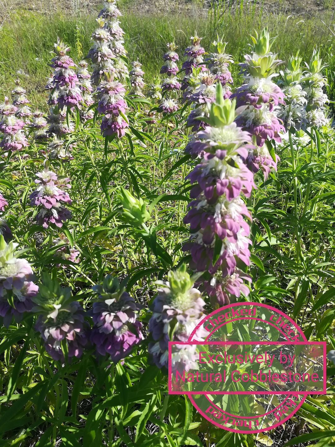 Lemon Bee Balm | Annual |non-gmo | Heirloom | Monarda Citriodora ...