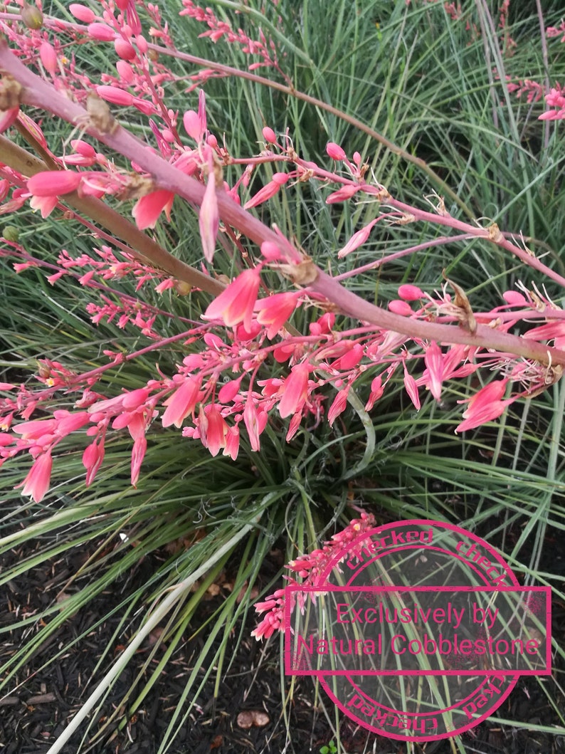 Coral Red Yucca Seeds Perennial-hesperaloe Parviflora - Etsy