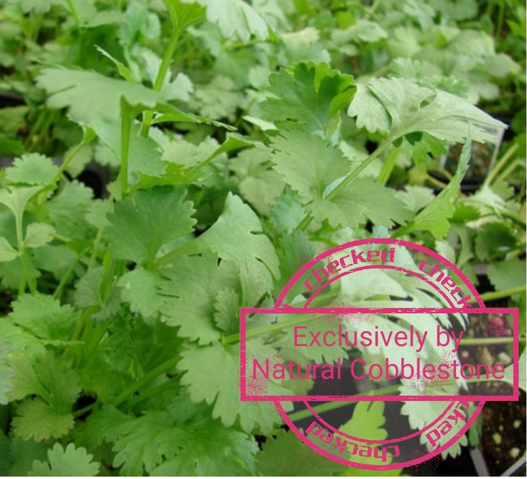 Cilantro Seeds | Heirloom | Non-gmo | Coriandrum| Fresh Garden Seeds ...