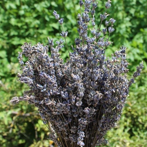 100 % Organic Dried lavender bunches 60-80 stems Wedding Home | Etsy