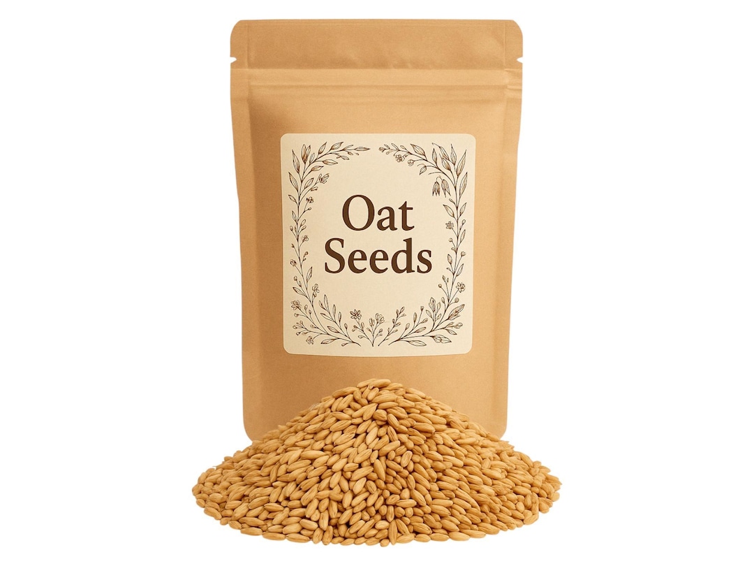 Oat Groats | Weight and Energy Booster and Tasty Treat / Guinea Pig ...