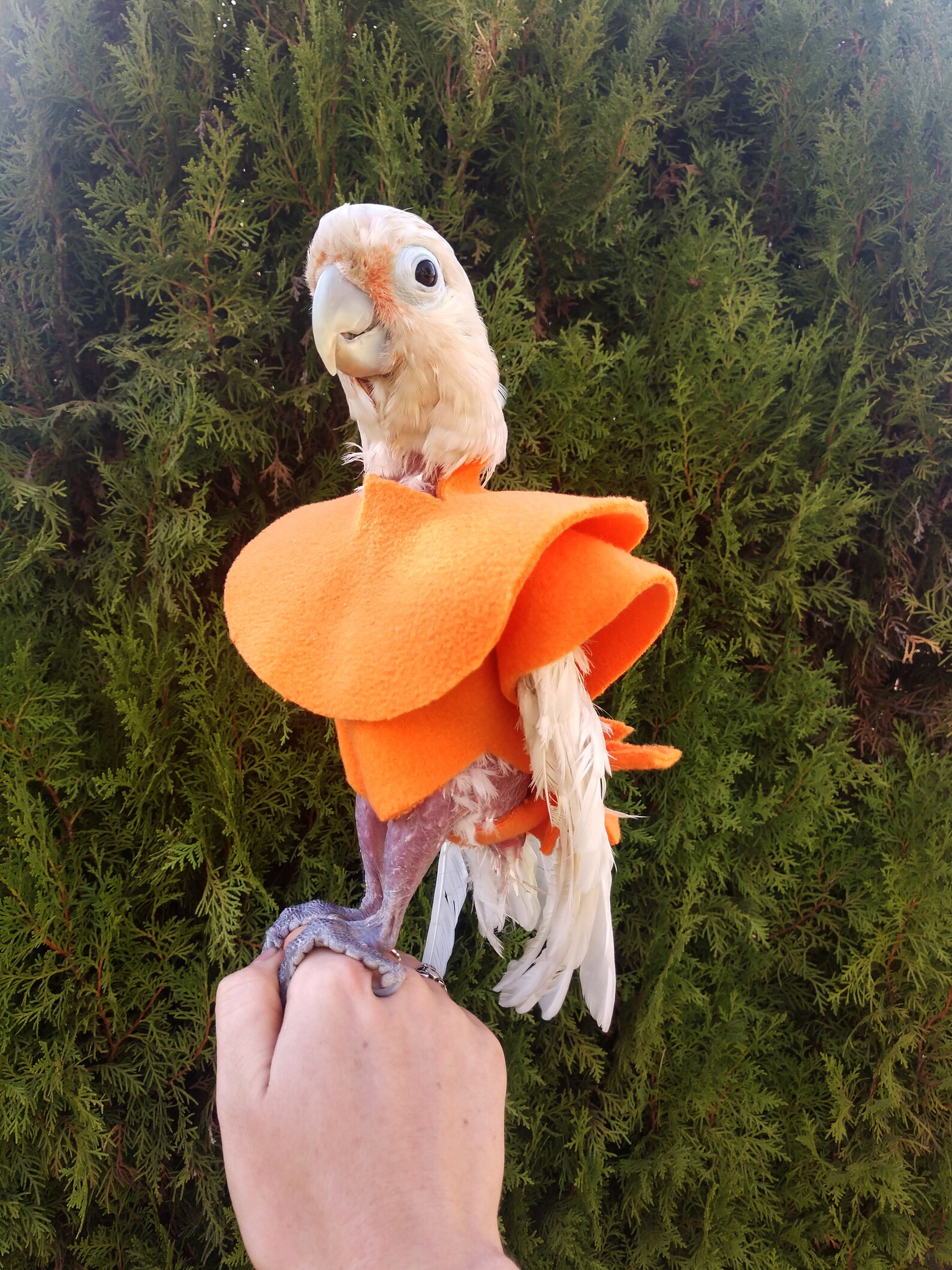 Parrot Extra Coverage Clothing, Specifically for Birds That Pluck and ...