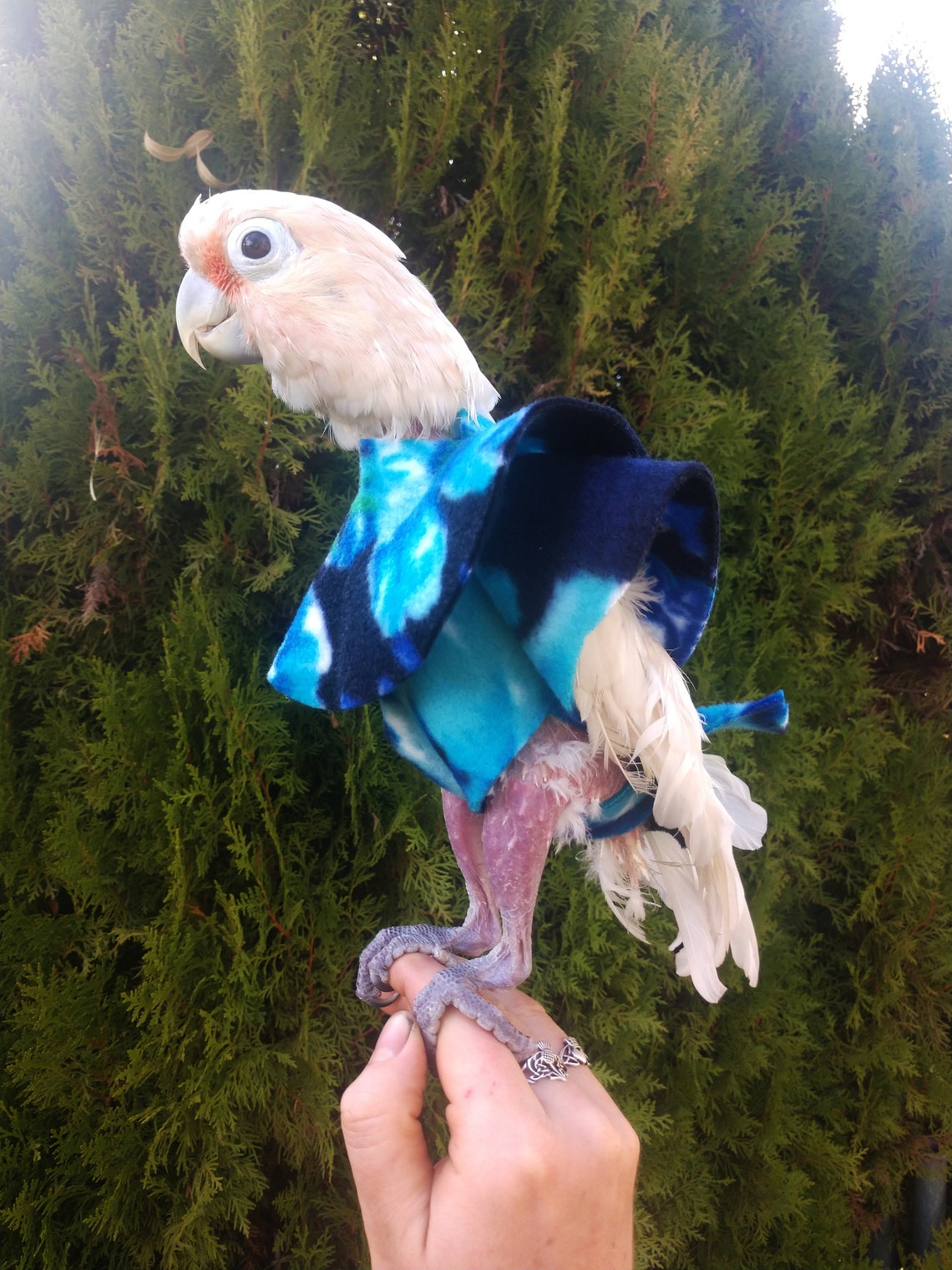 Parrot Extra Coverage Clothing, Specifically for Birds That Pluck and ...